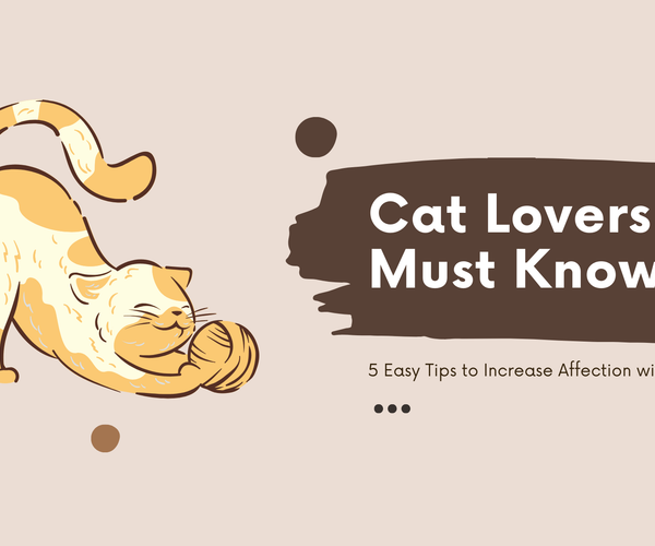 Cat Lovers Must Know: Check Out These 5 Tips to Increase Affection wit ...