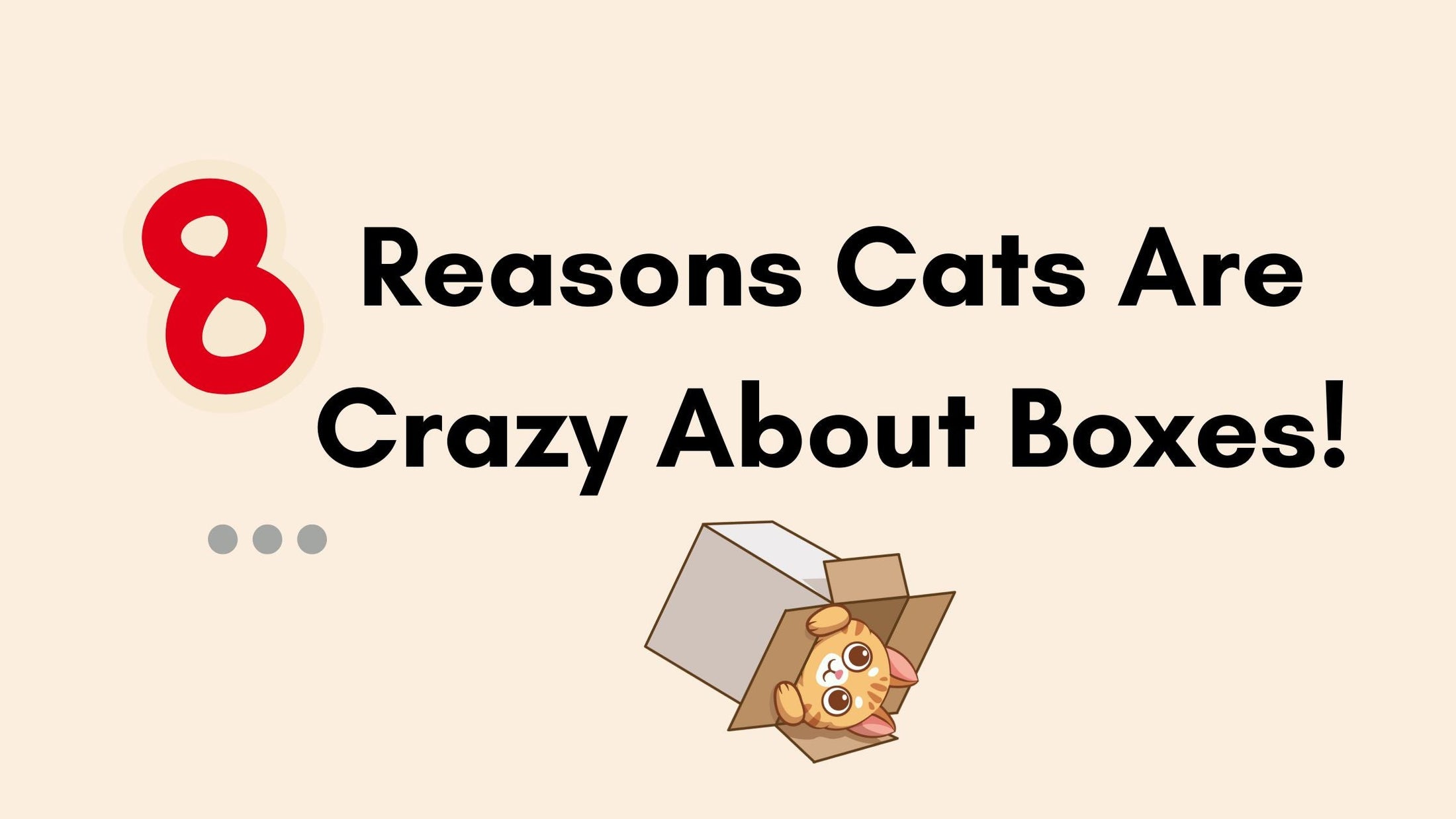 The Box Obsession: Why Cats Can’t Resist Cardboard – Mori Cat