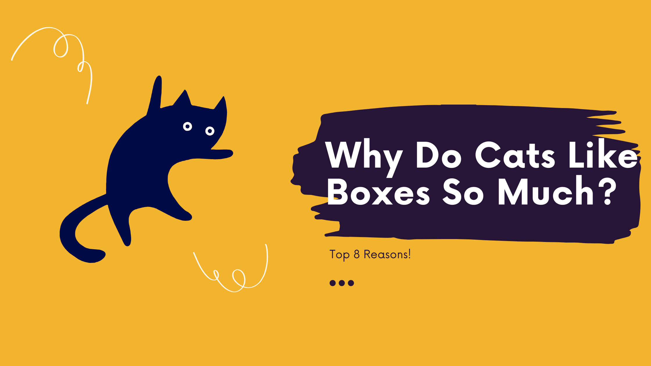 Why do cats love boxes so much? – Mori Cat