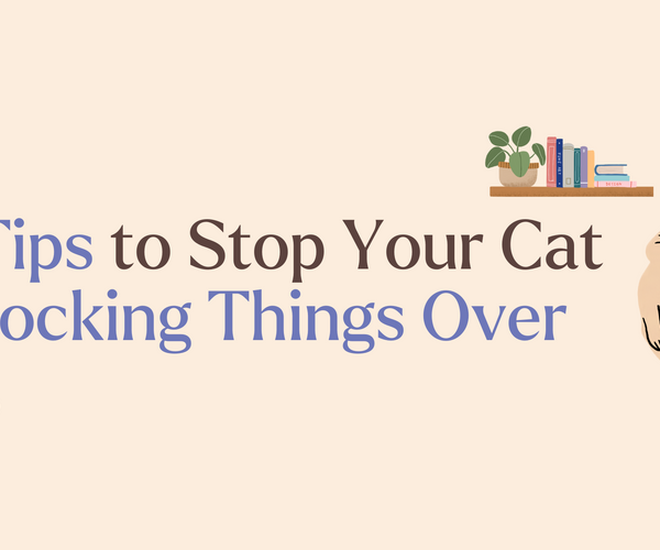 In Just 2 Minutes: Learn Why Cats Knock Things Over and What You Can D ...