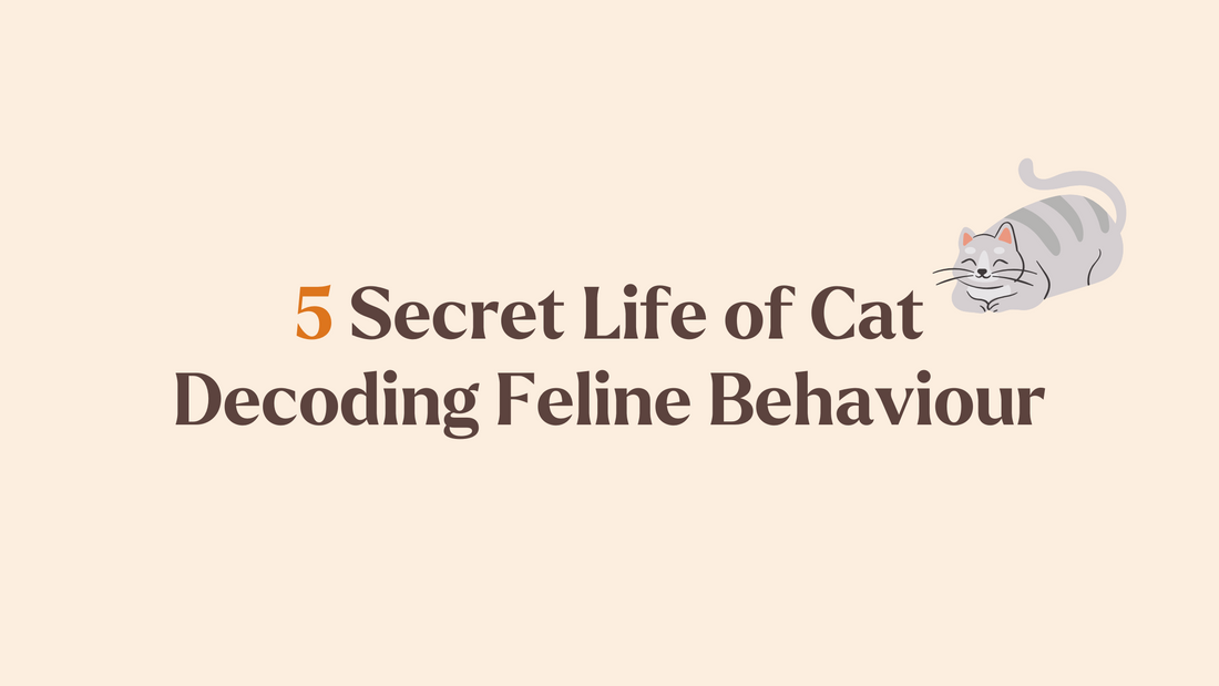 Decoding Your Cat’s Mysterious Mind – Mori Cat