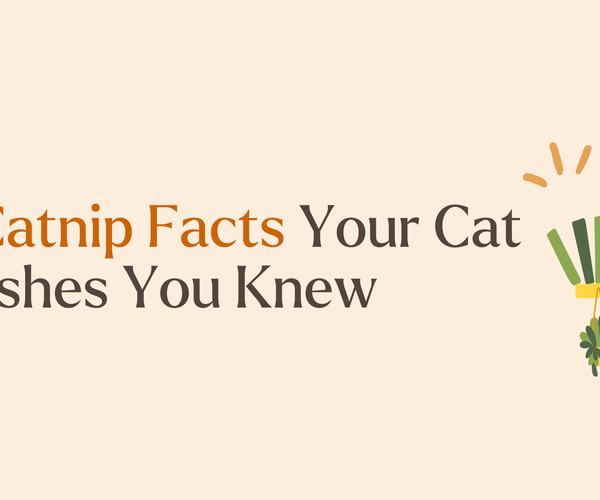 Why Your Cat Loves Catnip and What That Says About Them – Mori Cat
