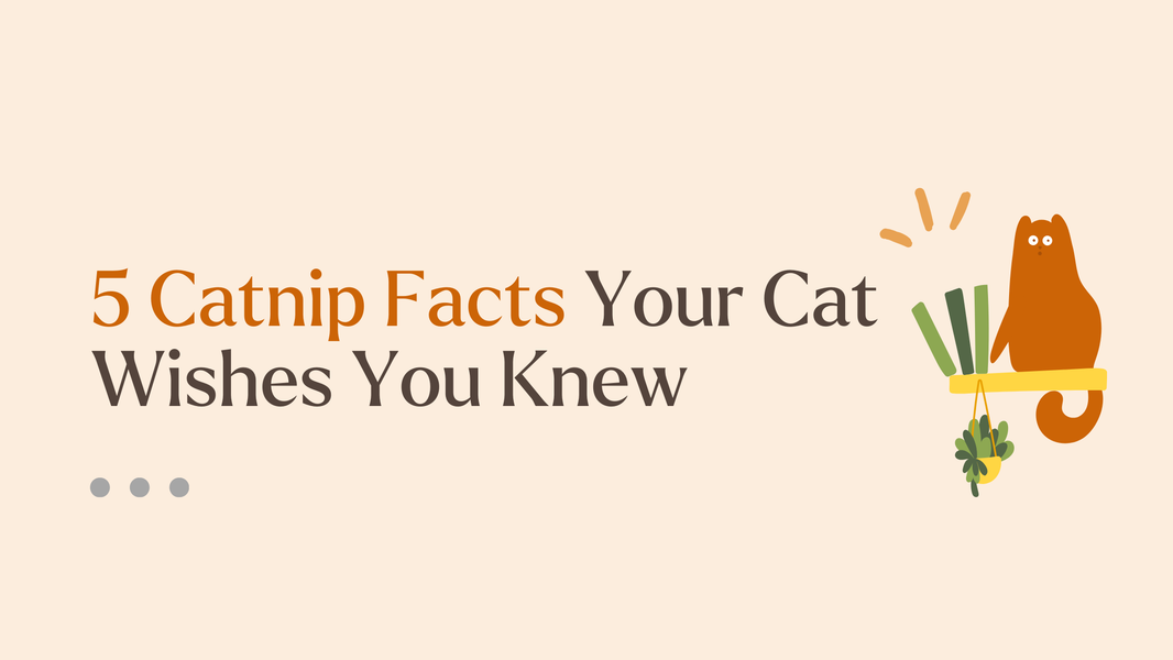 Why Your Cat Loves Catnip and What That Says About Them – Mori Cat