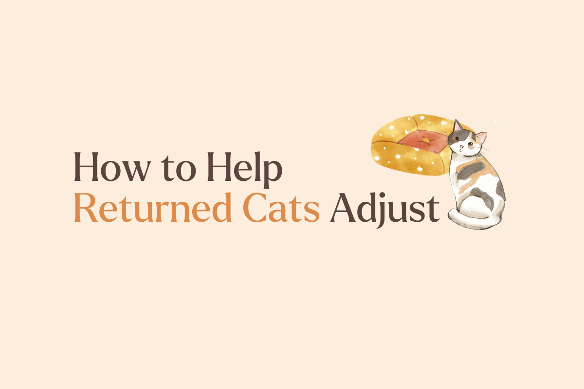 How to Help a Returned Cat Feel Safe Again – Mori Cat
