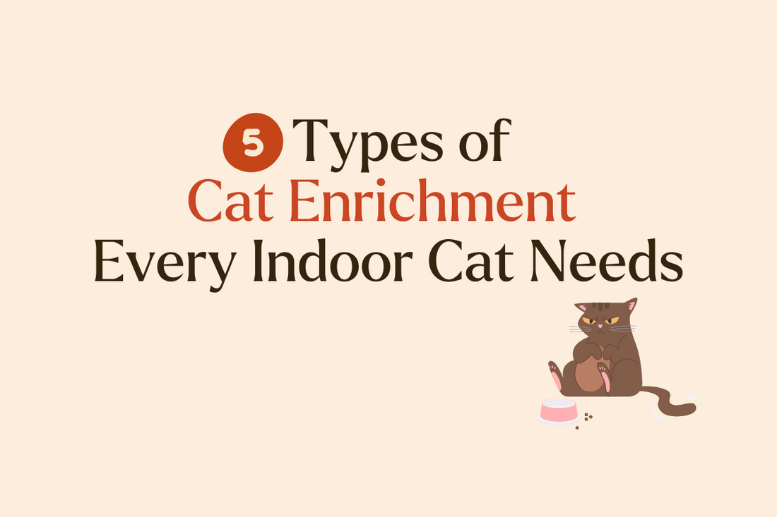 5 Types of Cat Enrichment Every Indoor Cat Needs – Mori Cat