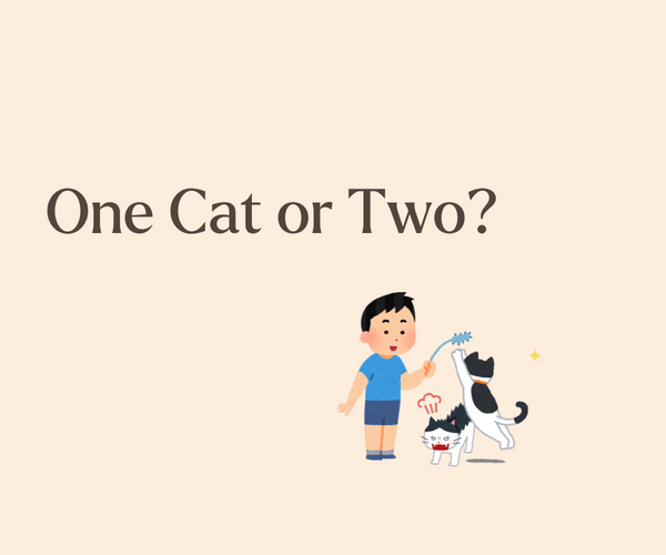 Should You Adopt One Cat or Two? The Pros and Cons Every Future Cat Pa ...