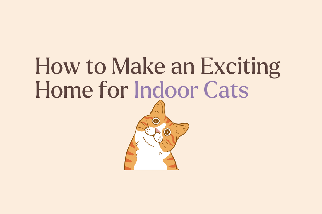 How to Make a More Exciting Home for Indoor Cats – Mori Cat