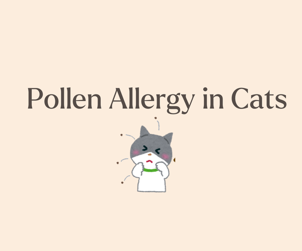 How to manage Feld 1 cat allergen for a more allergy-friendly home ...