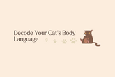 How to Decode Your Indoor Cat’s Body Language for Better Bonding – Mori Cat