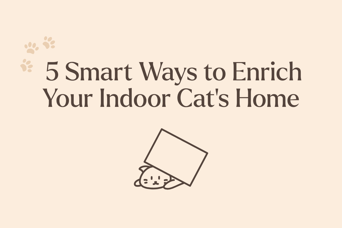 From Simple to Challenging: 5 Smart Ways to Enrich Your Indoor Cat’s H ...