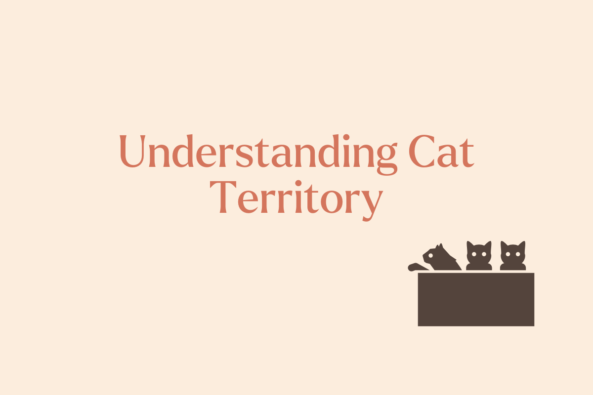 Understanding Cat Territory: Signs, Marking, and Peaceful Solutions ...