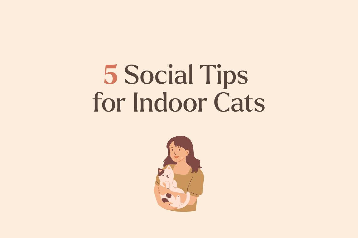 Simple Social Enrichment Ideas to Connect With Your Indoor Cat – Mori Cat