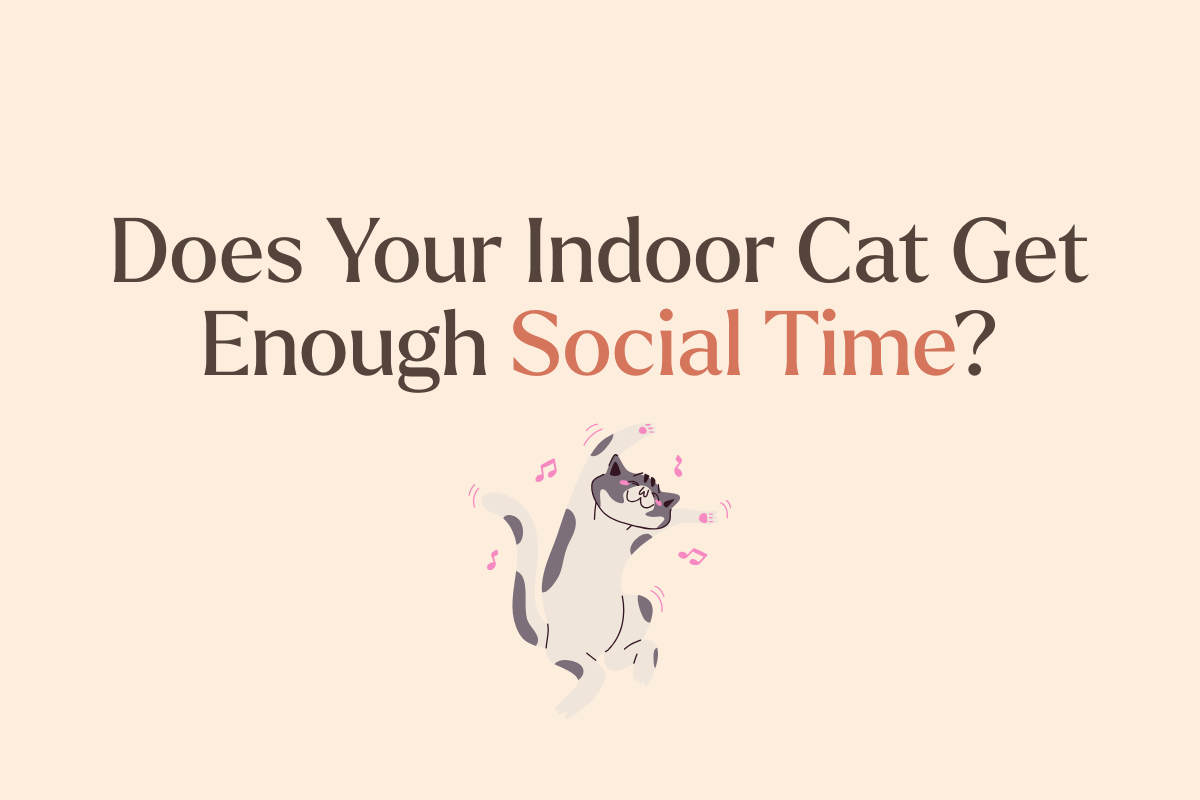What to Know About Social Enrichment for Indoor Cats – Mori Cat