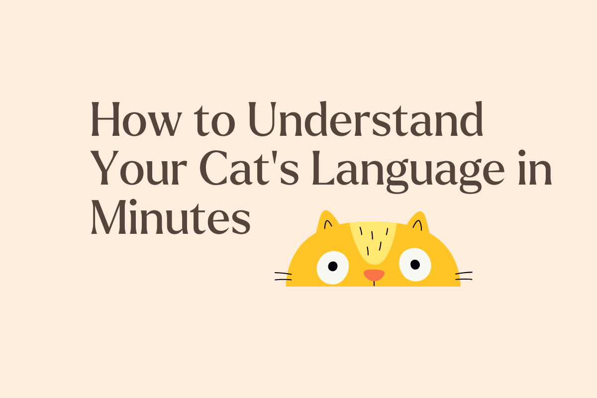 How to Understand Your Cat’s Language in Minutes – Mori Cat